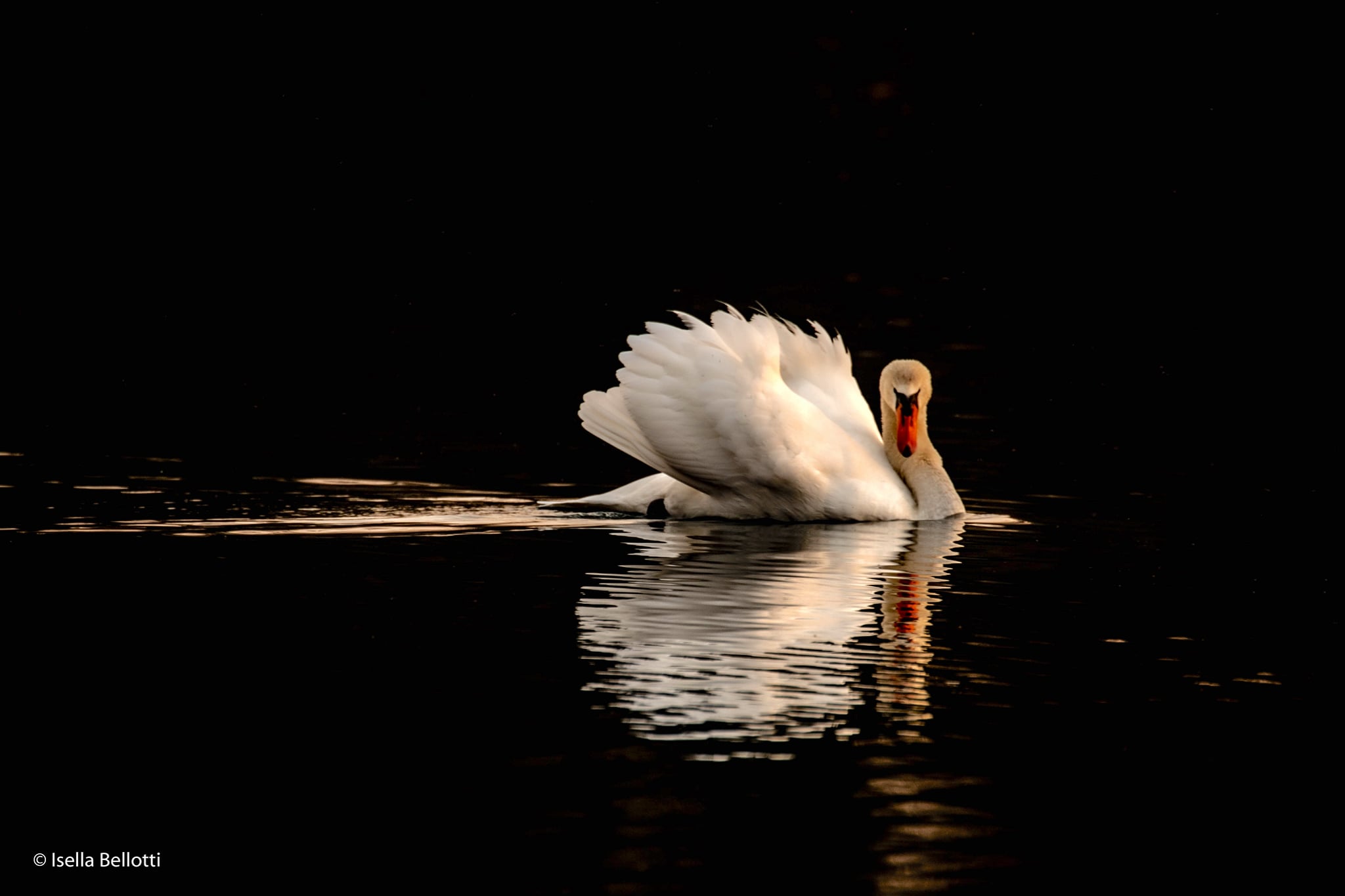 L'eleganza del re del lago Maggiore, la foto è di Isella Bellotti