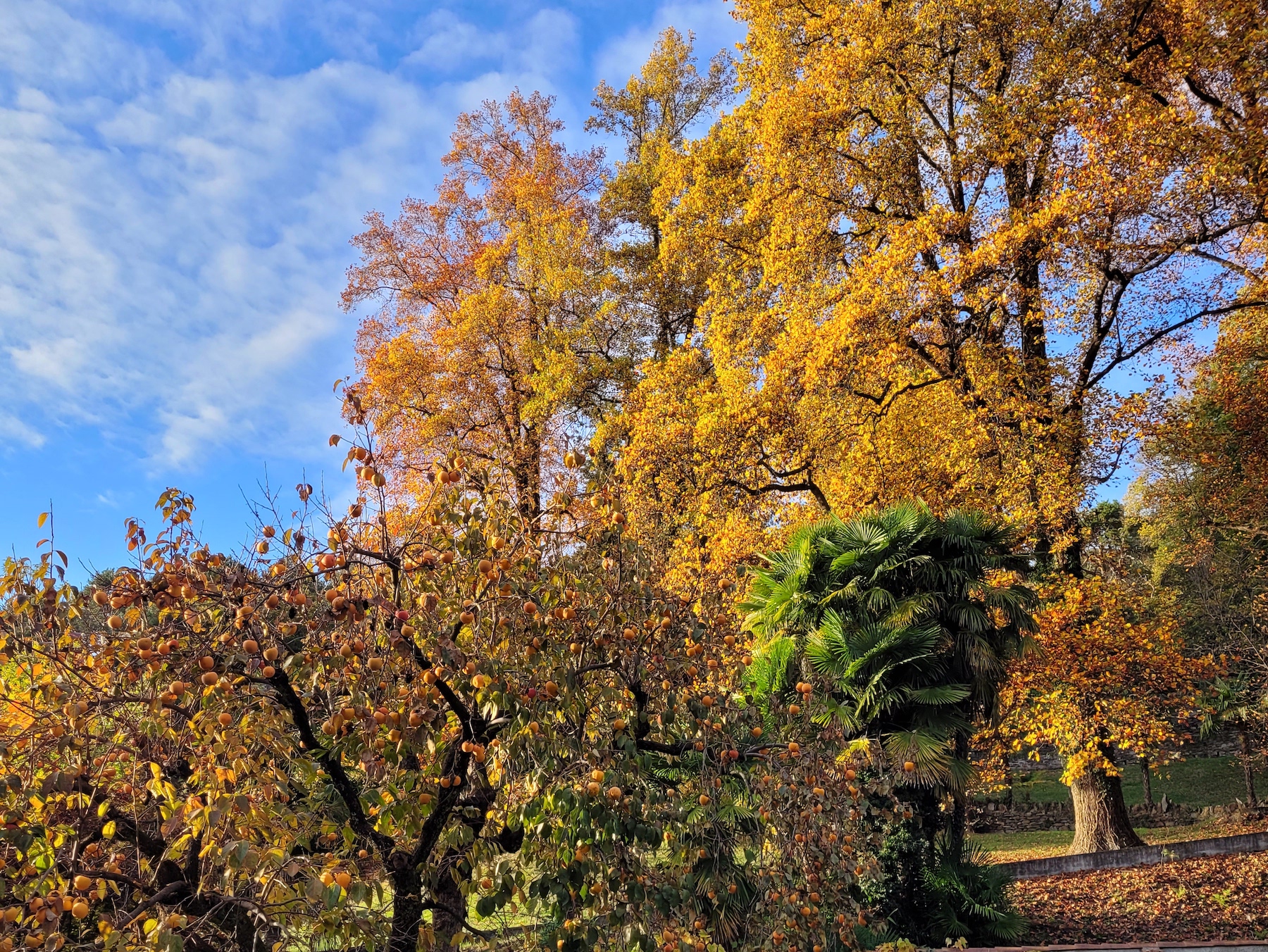 Luino Notizie | I bellissimi colori autunnali nel cielo di Luino, la ...