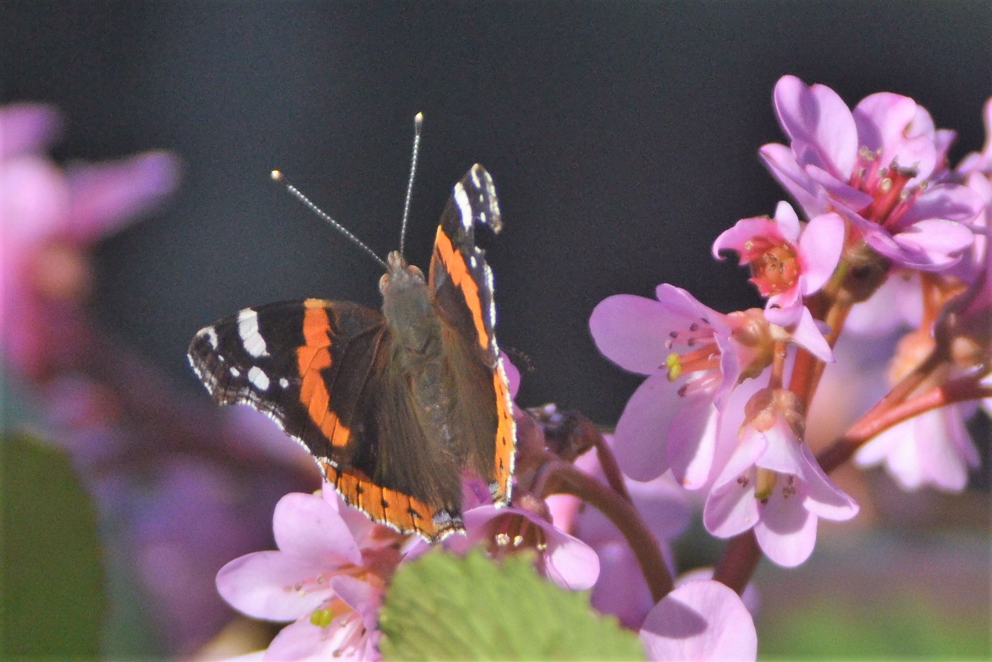 Colori di primavera nell'alto Verbano, la foto è di Alessandro Dumassi