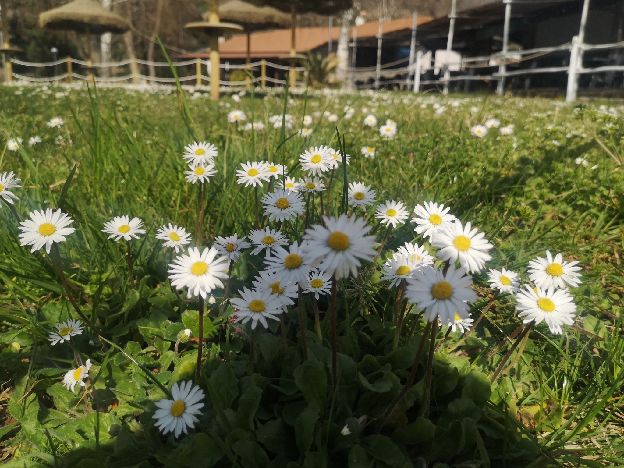 I colori della primavera avvolgono il Parco Giona, la foto è di Laura ...